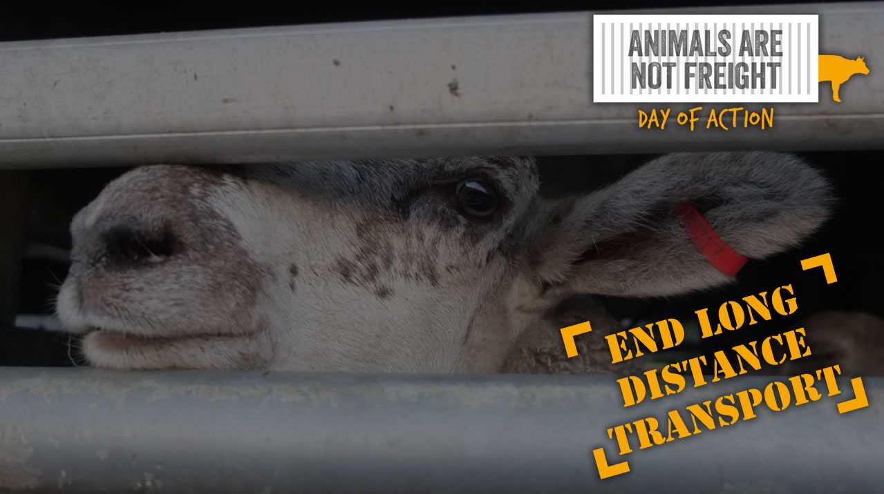 Animals Are Not Freight – Animal Interfaith Alliance