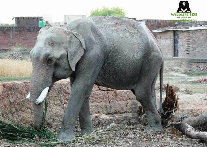 Unluckiest Elephant in the World Rescued after Decades of Torture ...