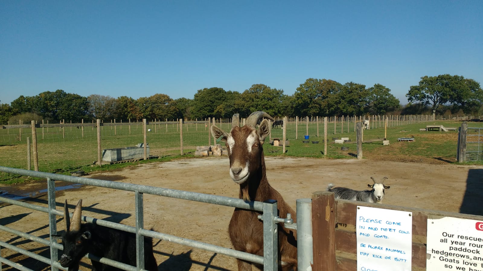First Quaker Interspecies Meeting for Worship – Animal Interfaith Alliance