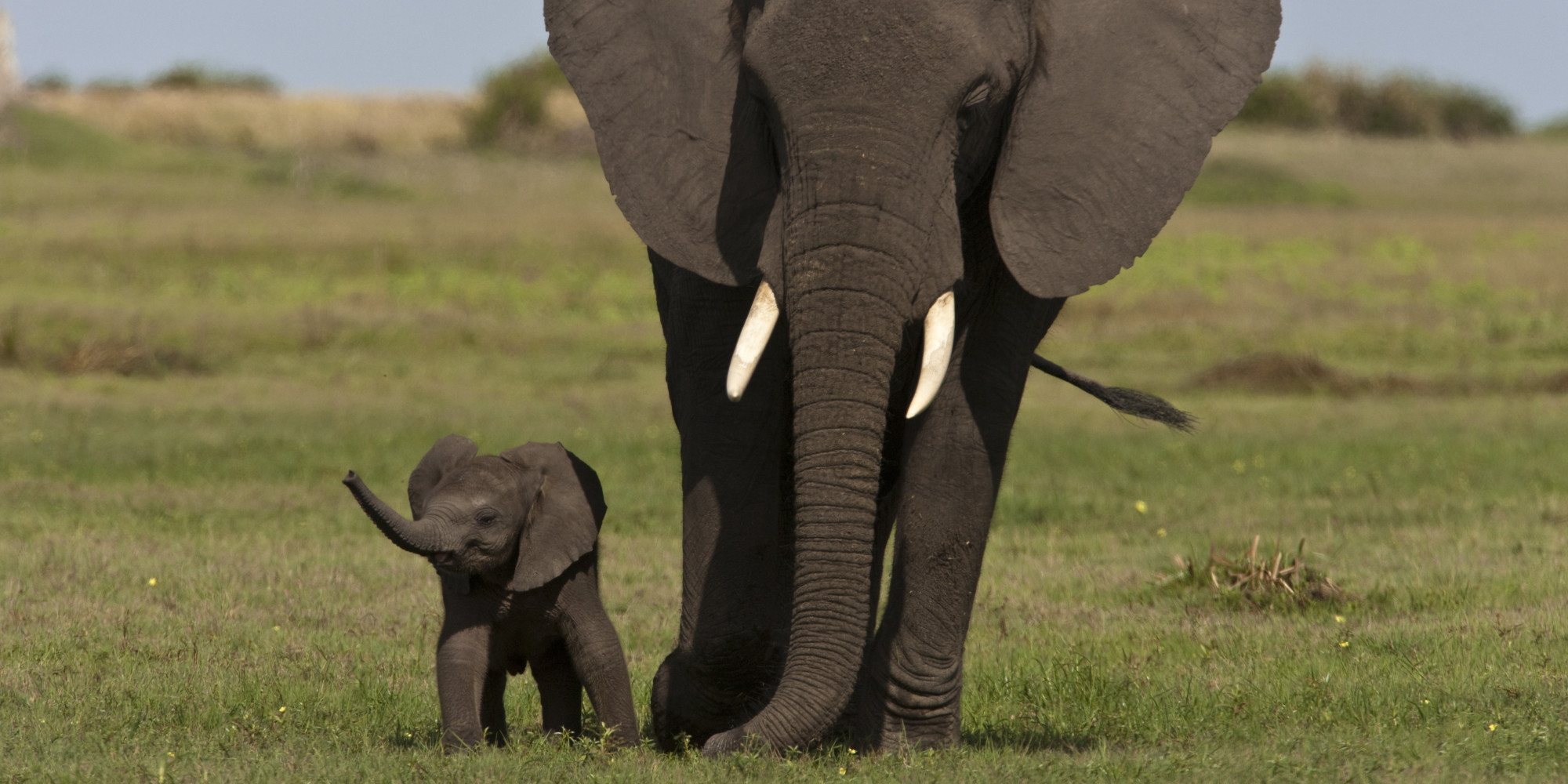 Animal Interfaith Alliance – Faiths Working Together for Animals